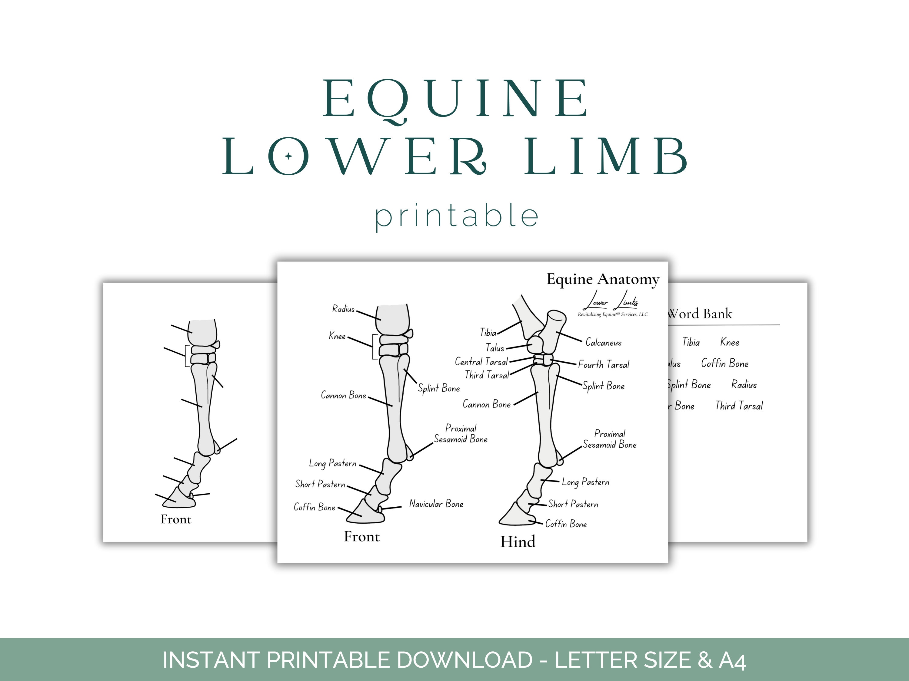 Equine Lower Limb Worksheet - Horse Anatomy - Horse Leg Bones - Equine ...
