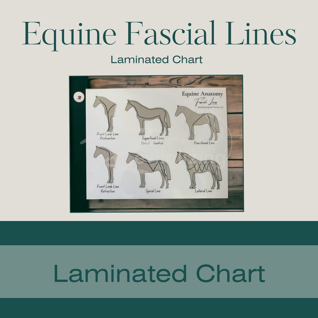 Equine Fascial Line Chart Horse Anatomy Horse Myofascial - Etsy Canada
