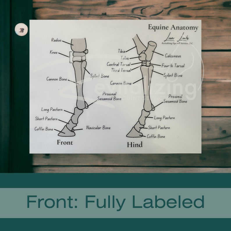 Equine Lower Limb Anatomy Laminated Chart - Horse Education - Etsy ...