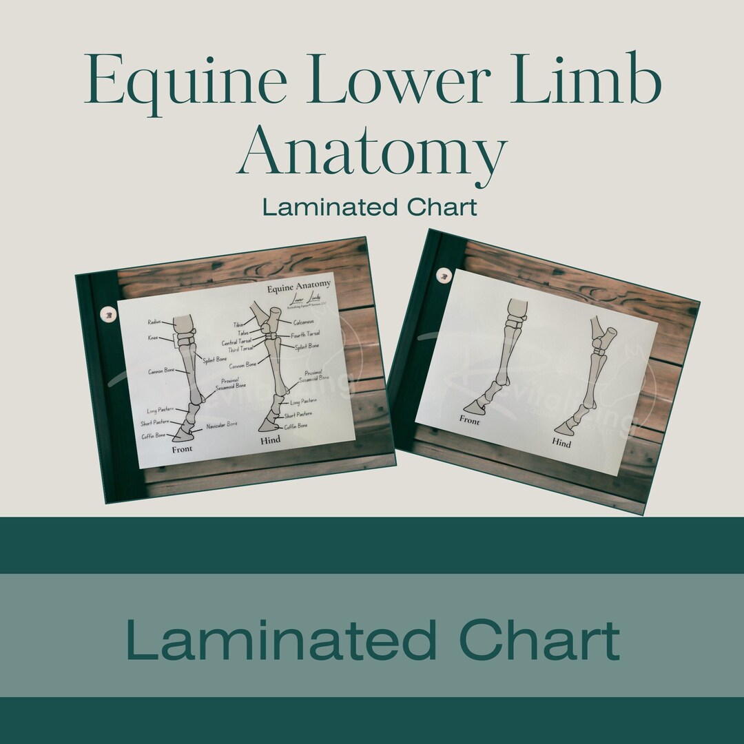 Equine Lower Limb Anatomy Laminated Chart - Horse Education - Etsy