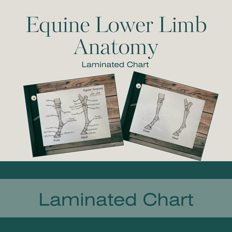 Equine Lower Limb Anatomy Laminated Chart - Horse Education - Etsy ...