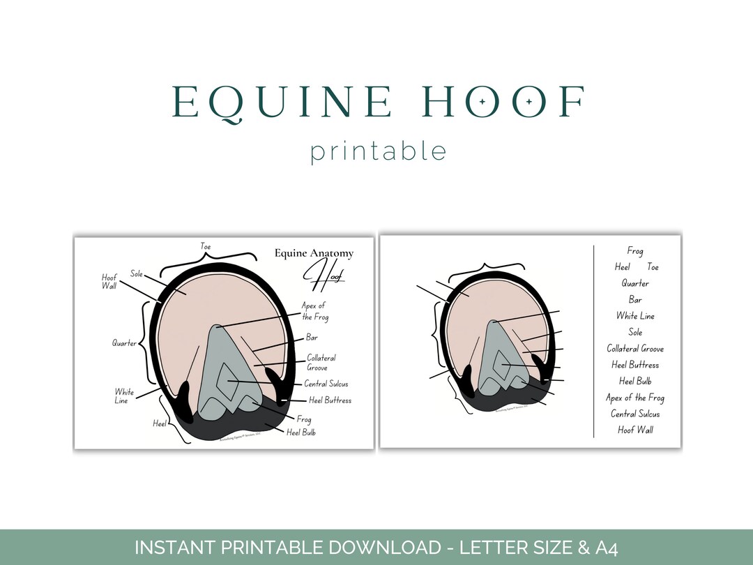 Equine Hoof Worksheet - Horse Anatomy - Horse Hoof - Equine Anatomy ...