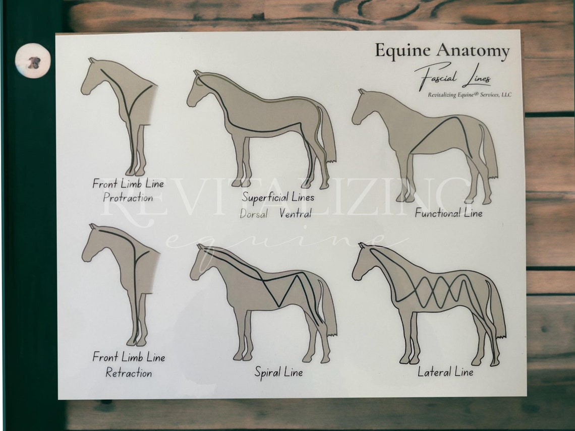 Equine Fascial Line Chart - Horse Anatomy - Horse Myofascial System ...