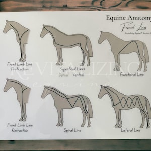 Equine Fascial Line Chart - Horse Anatomy - Horse Myofascial System ...