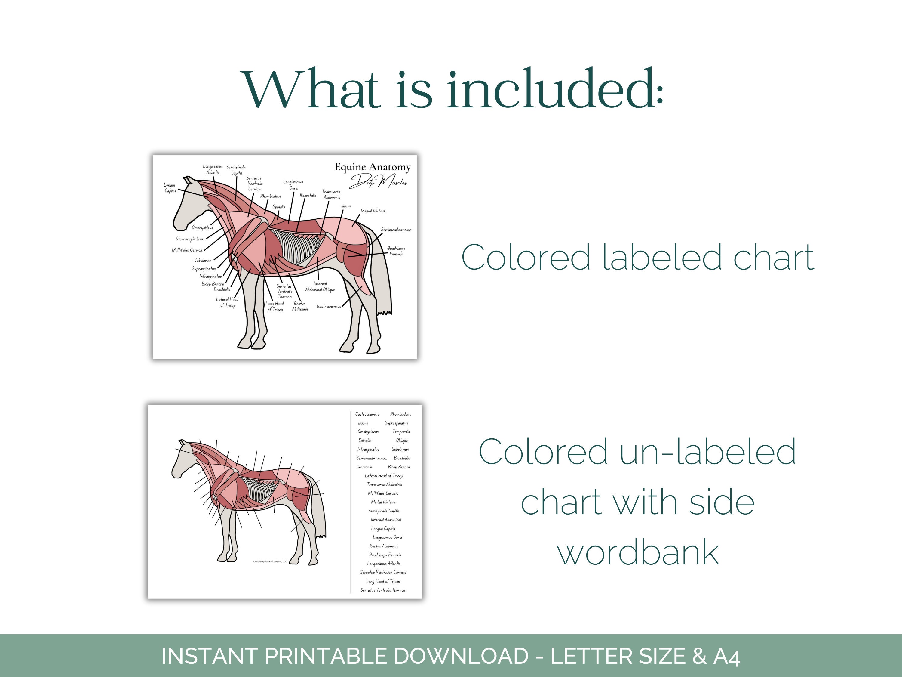 Equine Deep Muscle Worksheet - Horse Anatomy - Horse Muscular System ...