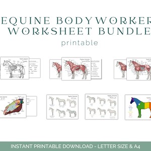 Equine Bodyworker Worksheet Bundle - Horse Anatomy - Equine Anatomy ...