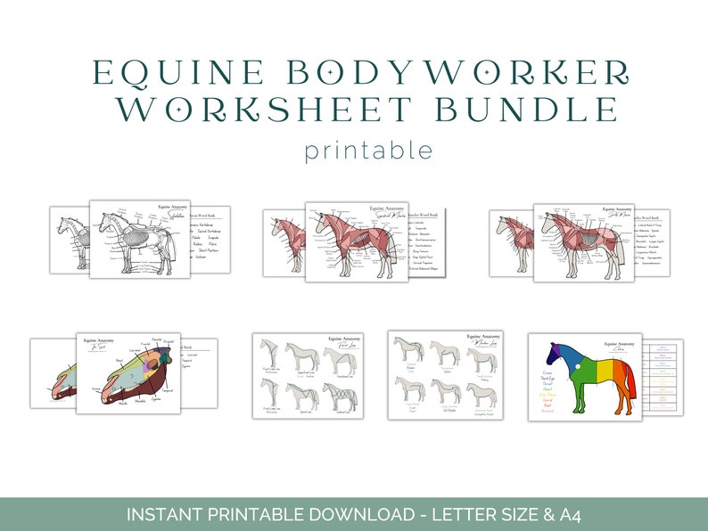 Equine Bodyworker Worksheet Bundle - Horse Anatomy - Equine Anatomy ...