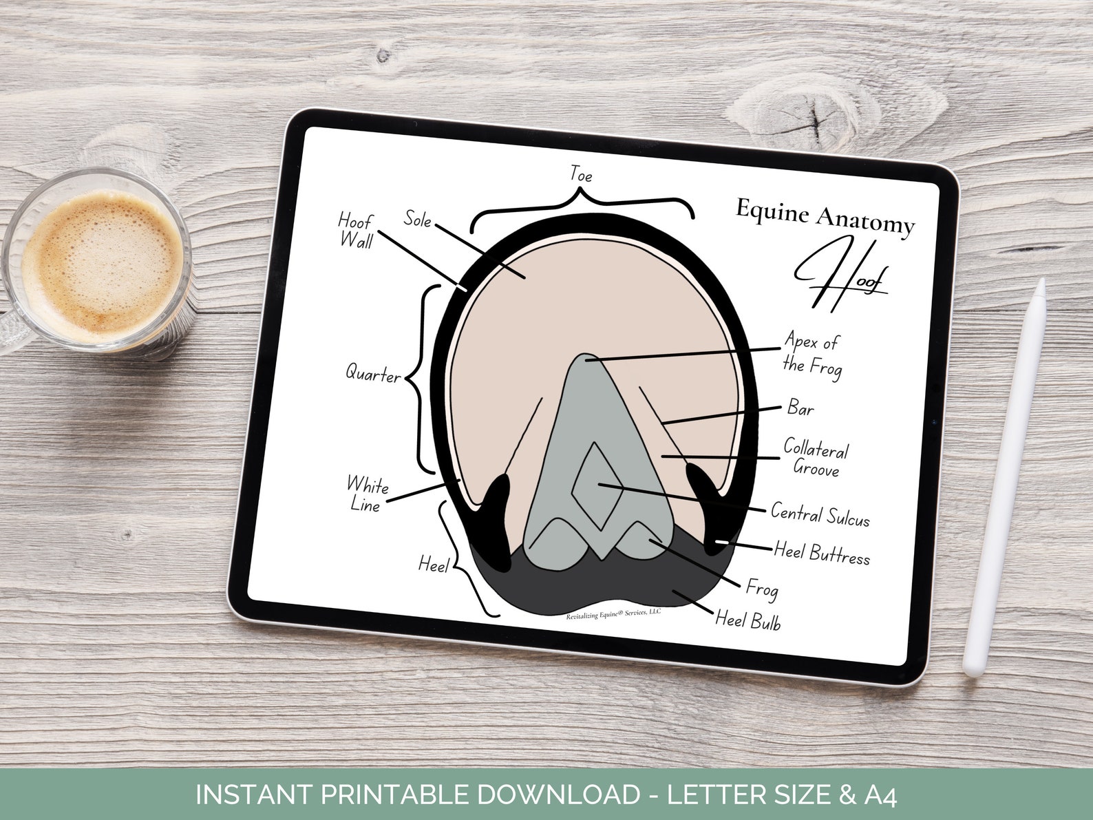 Equine Hoof Worksheet - Horse Anatomy - Horse Hoof - Equine Anatomy ...