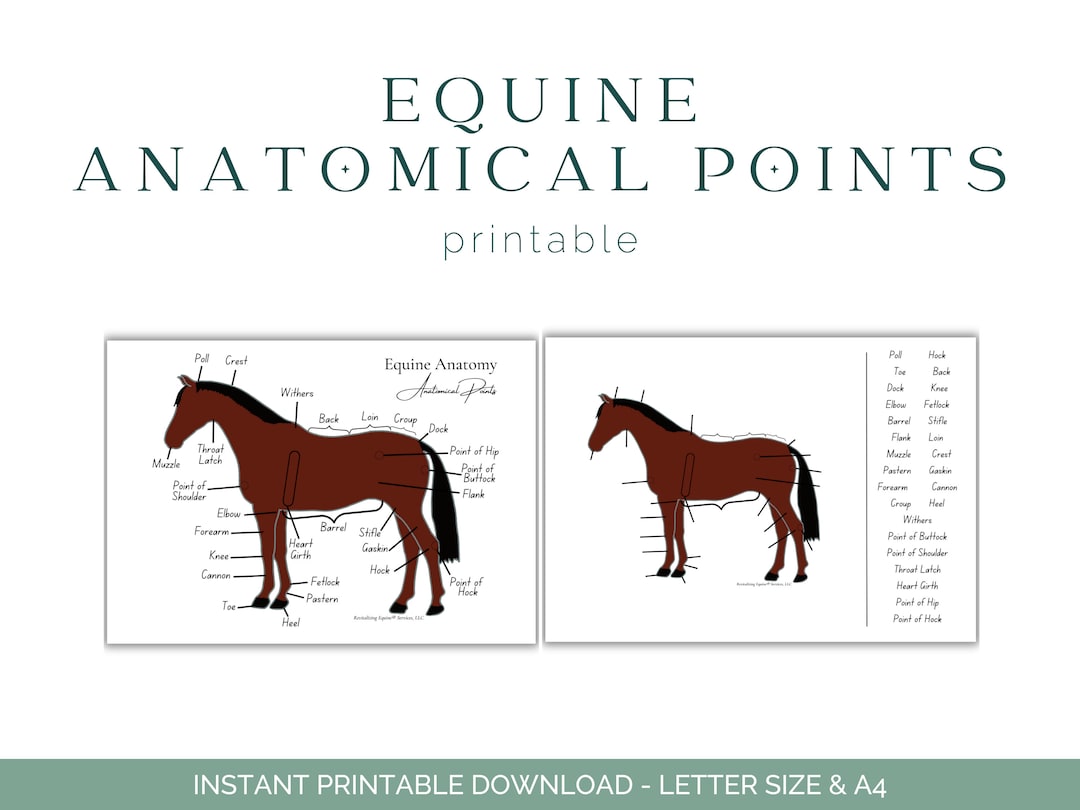 Equine Anatomical Points Worksheet - Horse Anatomy - Equine Anatomy ...
