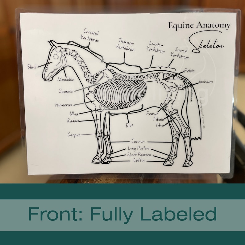 Equine Skeleton Chart - Horse Anatomy - Horse Muscular System - Equine ...