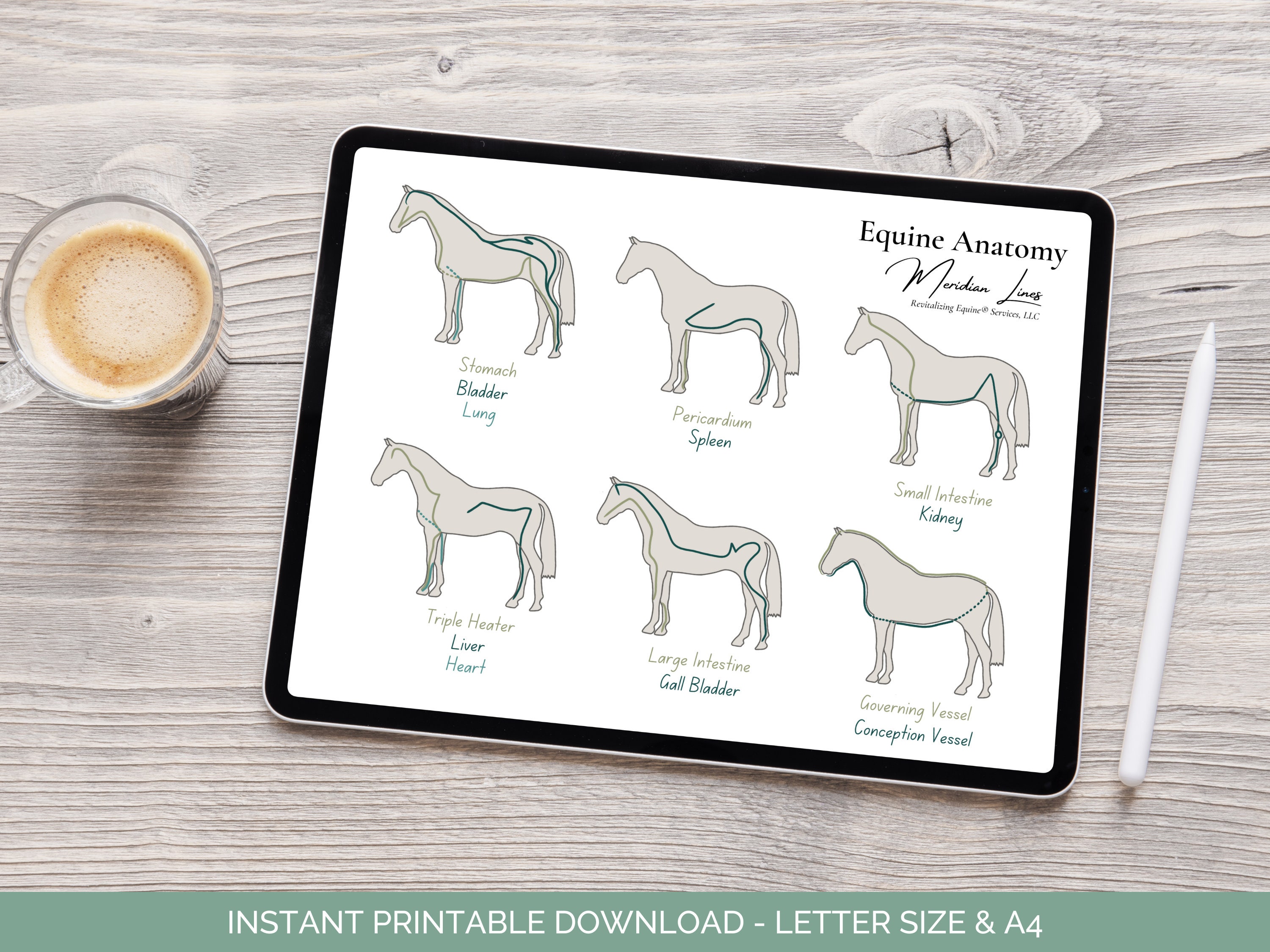 Equine Meridian Line Worksheet - Horse Anatomy - Horse Meridian Lines ...