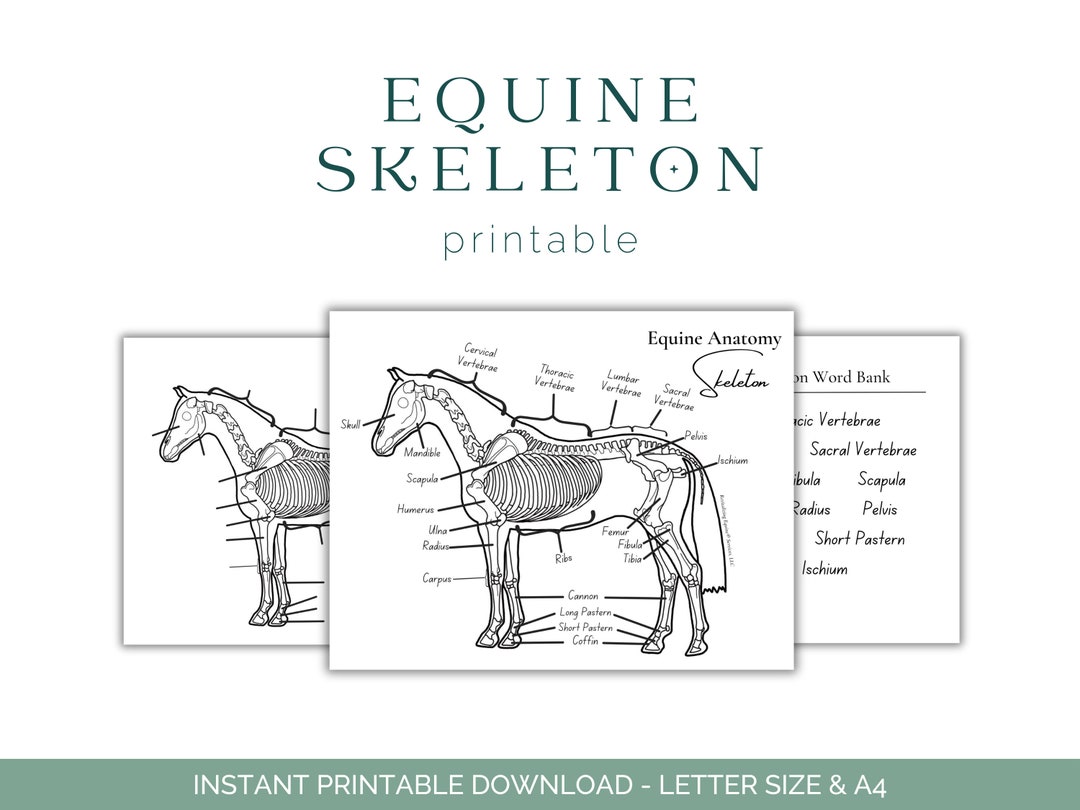 Equine Skeleton Worksheet - Horse Anatomy - Horse Skeleton - Equine ...