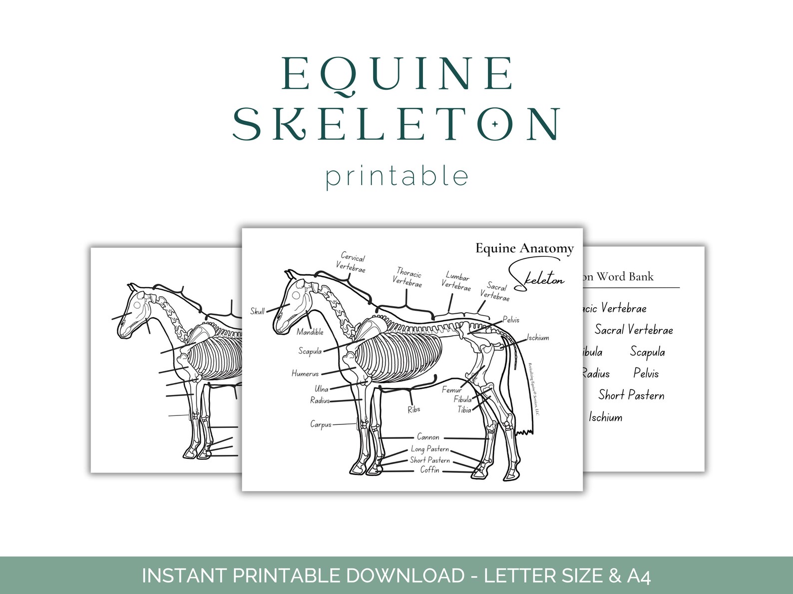 Equine Skeleton Anatomy Worksheet - Labeled and Unlabeled (PDF) - Etsy
