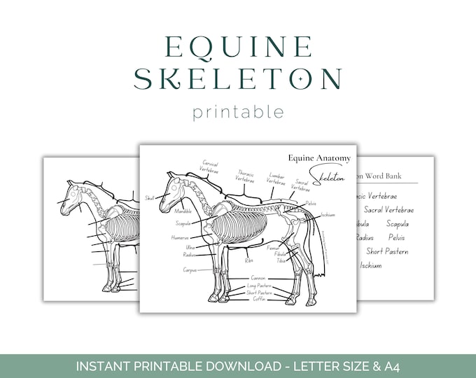 Equine Skeleton Worksheet Horse Anatomy Horse Skeleton Equine Anatomy ...