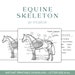 Equine Skeleton Worksheet - Horse Anatomy - Horse Skeleton - Equine ...