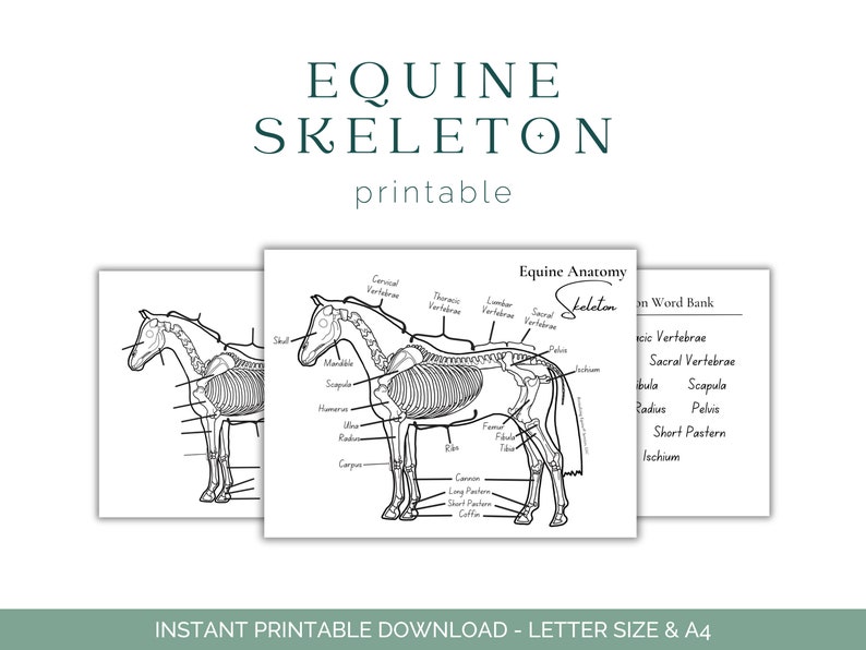 Equine Skeleton Worksheet - Horse Anatomy - Horse Skeleton - Equine ...