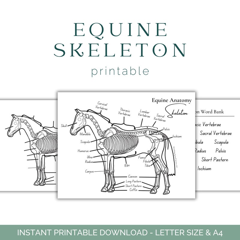 Skeleton Horse Bones - Etsy UK