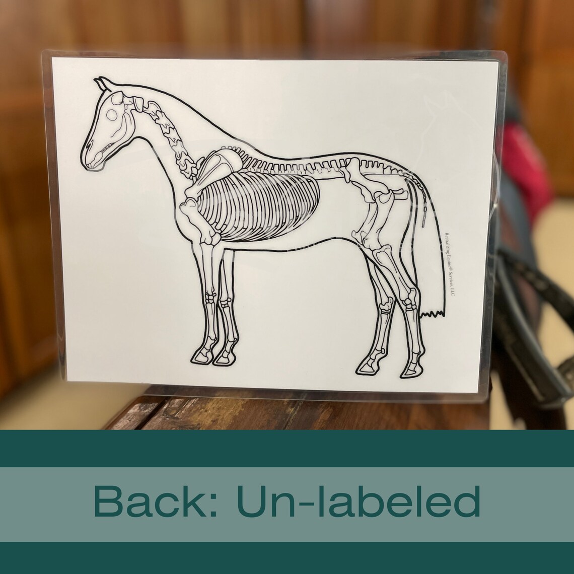 Equine Skeleton Chart - Horse Anatomy - Horse Muscular System - Equine ...