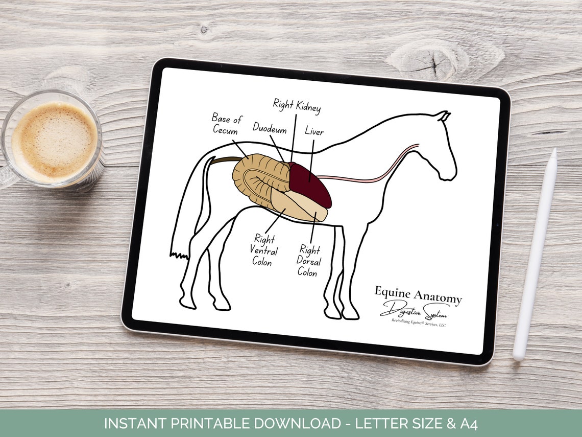 Equine Digestive System Worksheet - Horse Anatomy - Horse Digestive ...