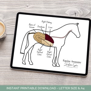 Equine Digestive System Worksheet - Horse Anatomy - Horse Digestive ...