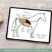 Equine Digestive System Worksheet - Horse Anatomy - Horse Digestive ...