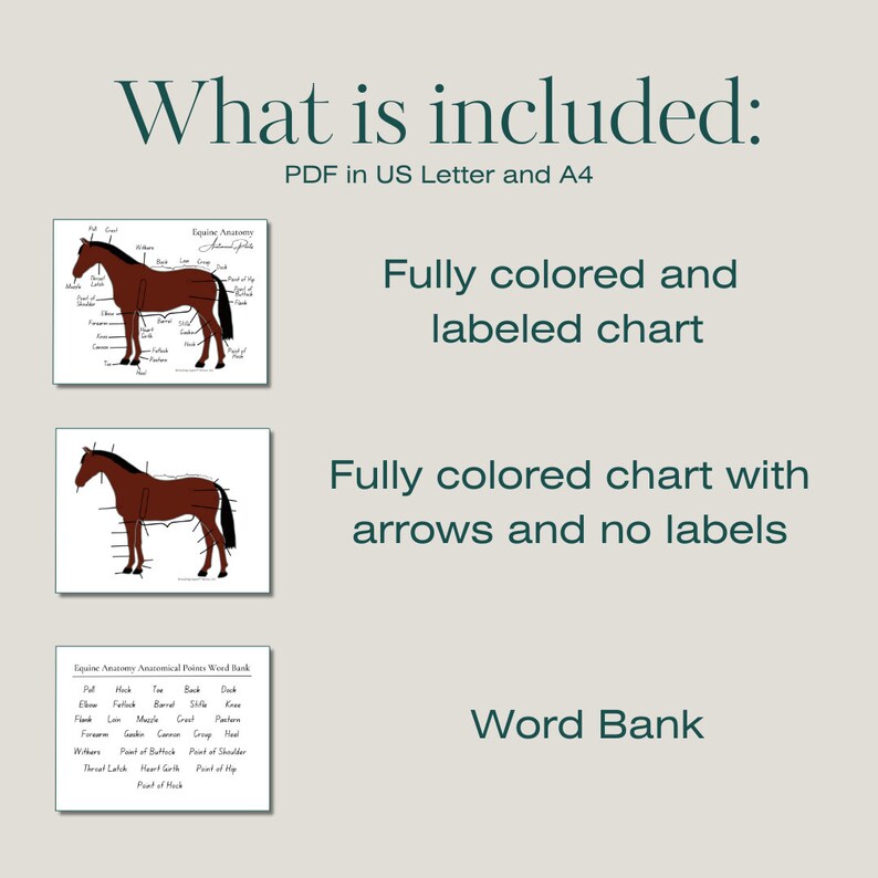Equine Anatomical Points Worksheet Horse Anatomy Equine Anatomy Equine ...