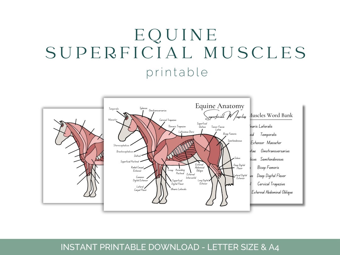 Equine Anatomy - Superficial Muscle Worksheet (printable Download) - Etsy