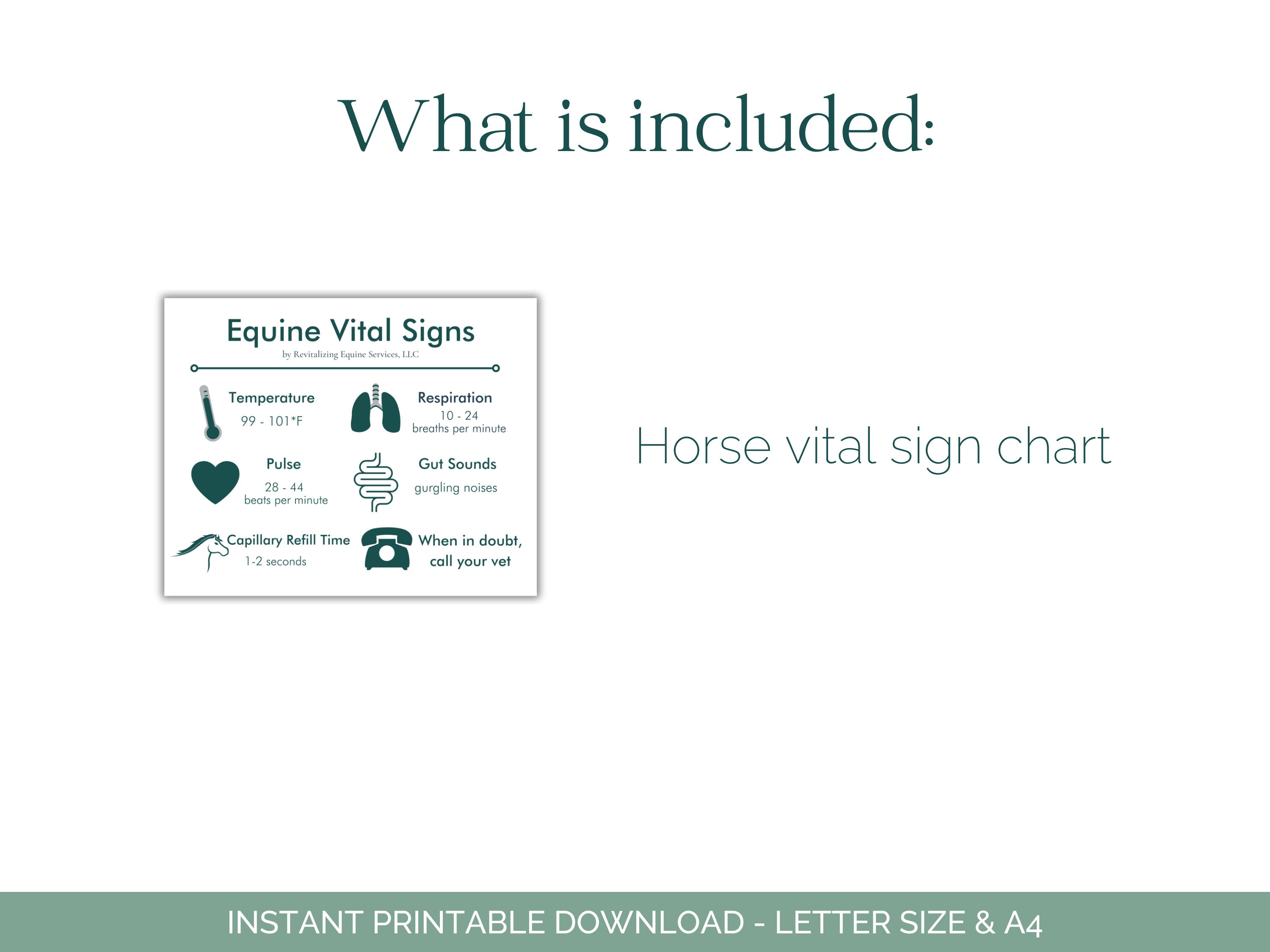 Horse Vital Signs Equine Health Care Signs - Etsy