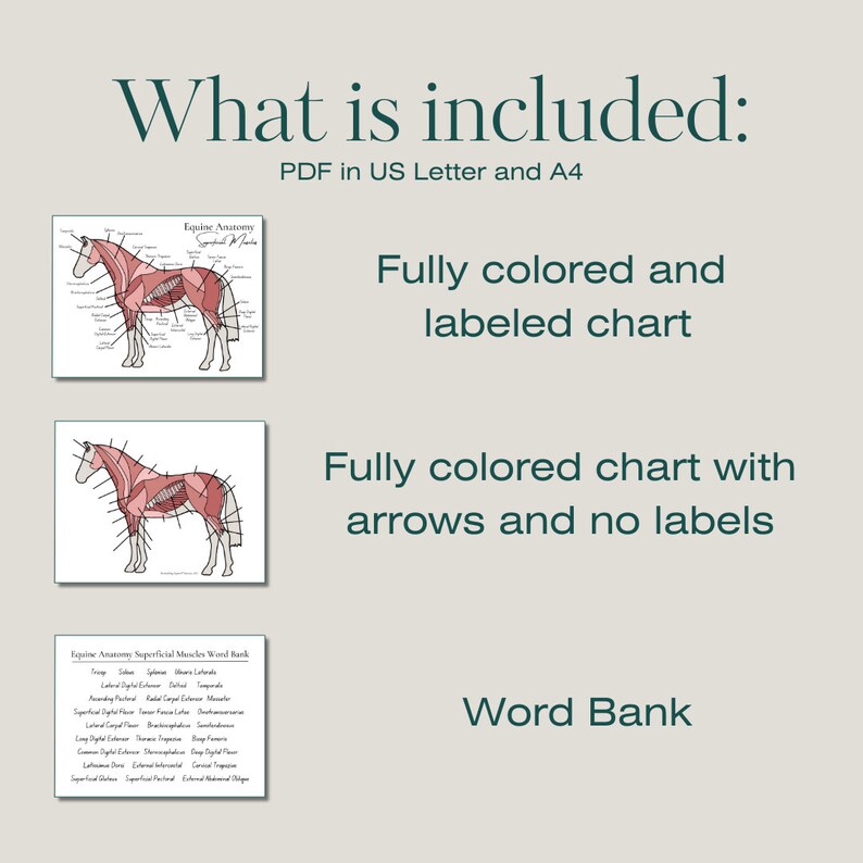 Equine Superficial Muscle Worksheet Horse Anatomy Horse - Etsy