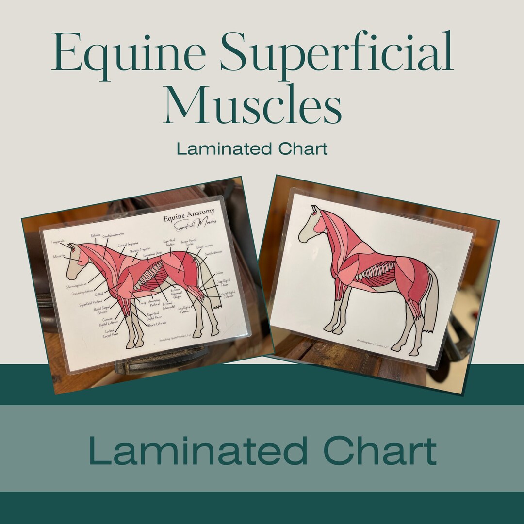 Equine Superficial Muscle Chart Horse Anatomy Horse Muscular System ...