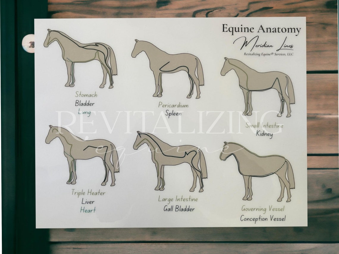 Equine Meridian Line Chart - Horse Anatomy - Horse Meridian System ...