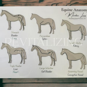 Equine Meridian Line Chart - Horse Anatomy - Horse Meridian System ...