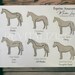 Equine Meridian Line Chart - Laminated Horse Anatomy Poster - Etsy