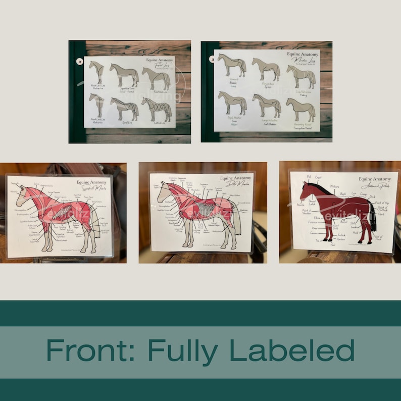 Equine Anatomy Charts - Bodyworker Bundle - Horse Anatomy - Horse ...