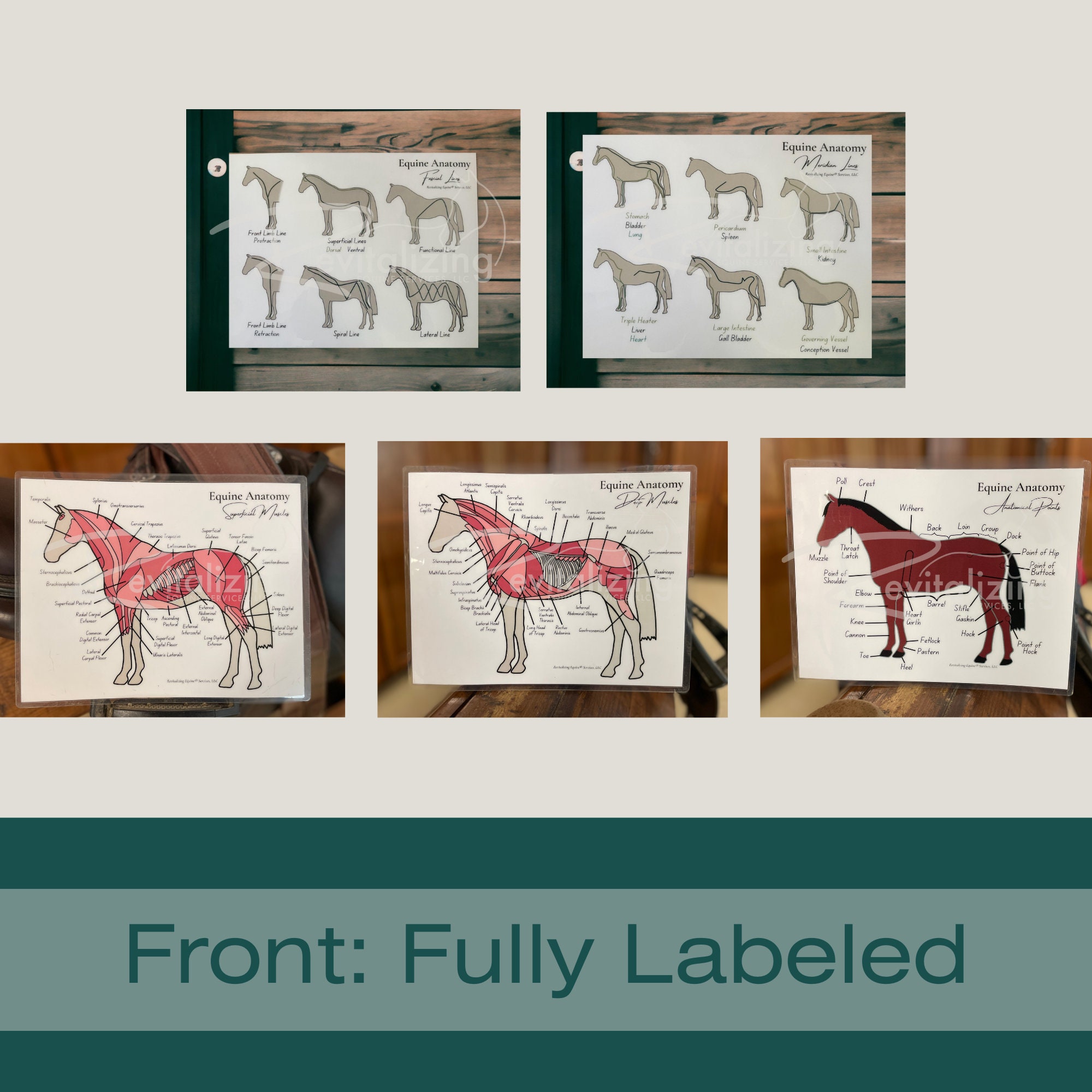 Equine Anatomy Charts - Bodyworker Bundle - Horse Anatomy - Horse ...