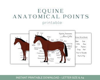 Equine Skeleton Worksheet Horse Anatomy Horse Skeleton Equine Anatomy ...