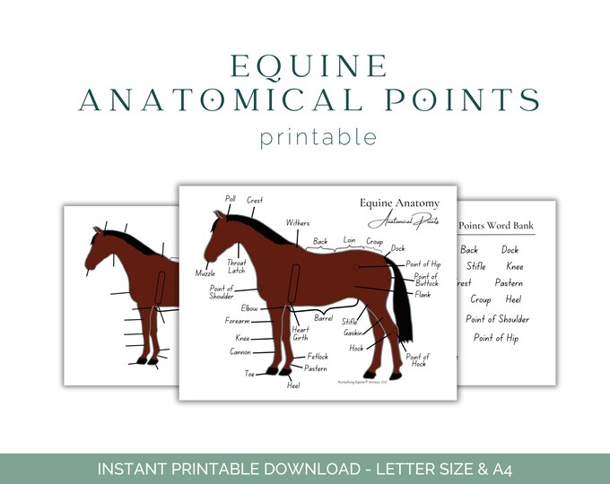 Equine Skeleton Worksheet - Horse Anatomy - Horse Skeleton - Equine ...