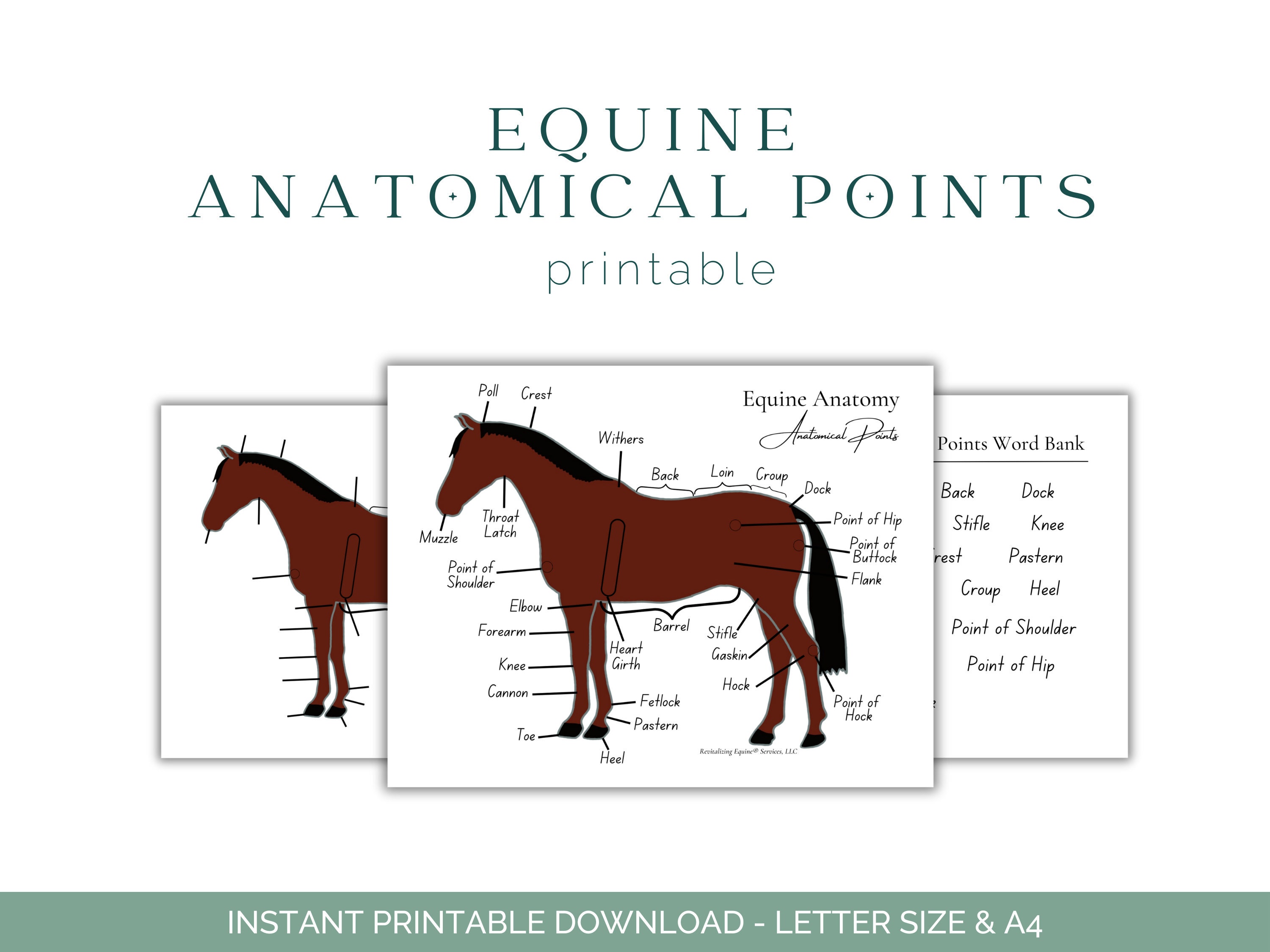 Equine Anatomical Points Worksheet - Horse Anatomy - Equine Anatomy ...