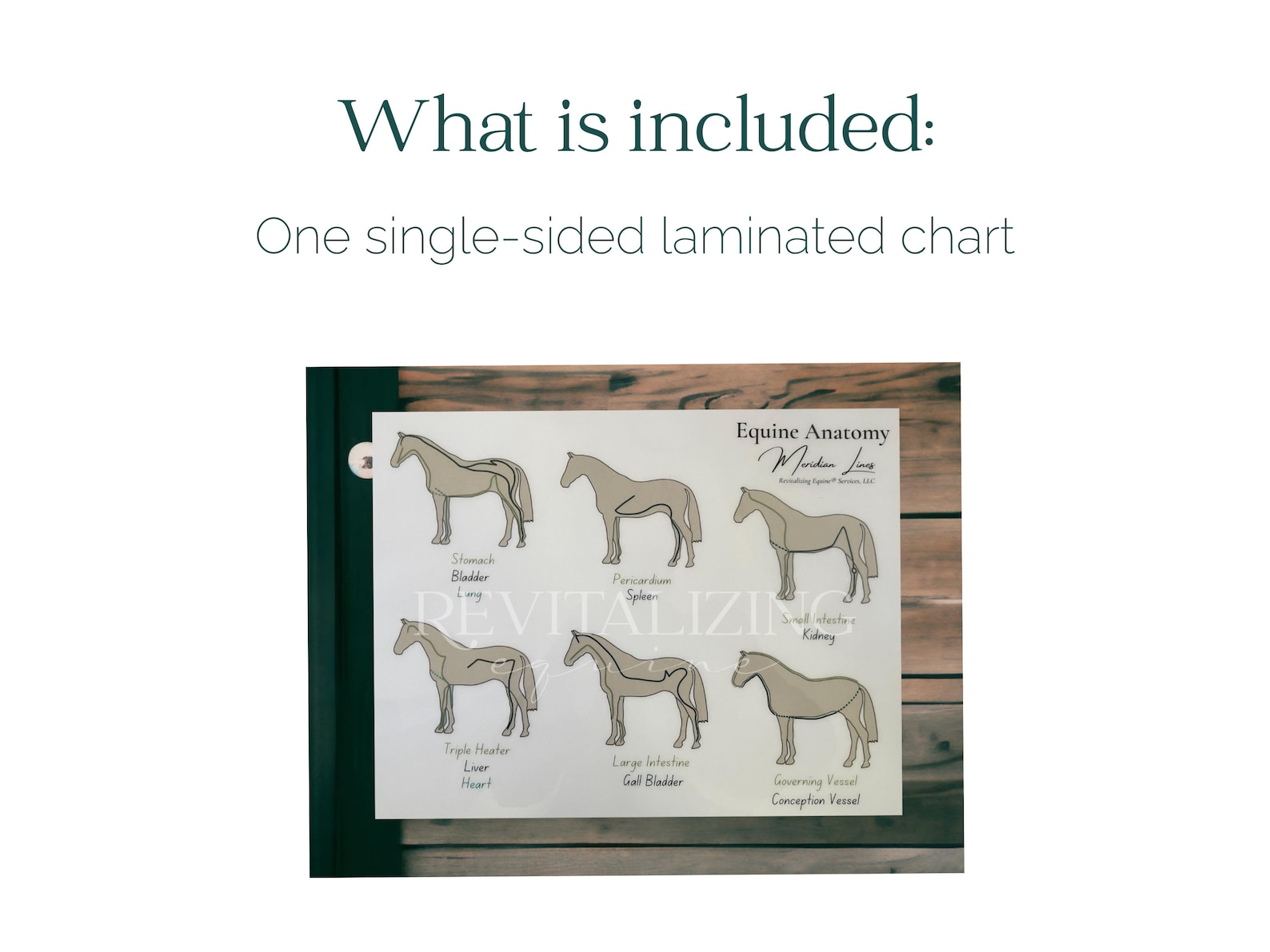 Equine Meridian Line Chart - Laminated Horse Anatomy Poster - Etsy