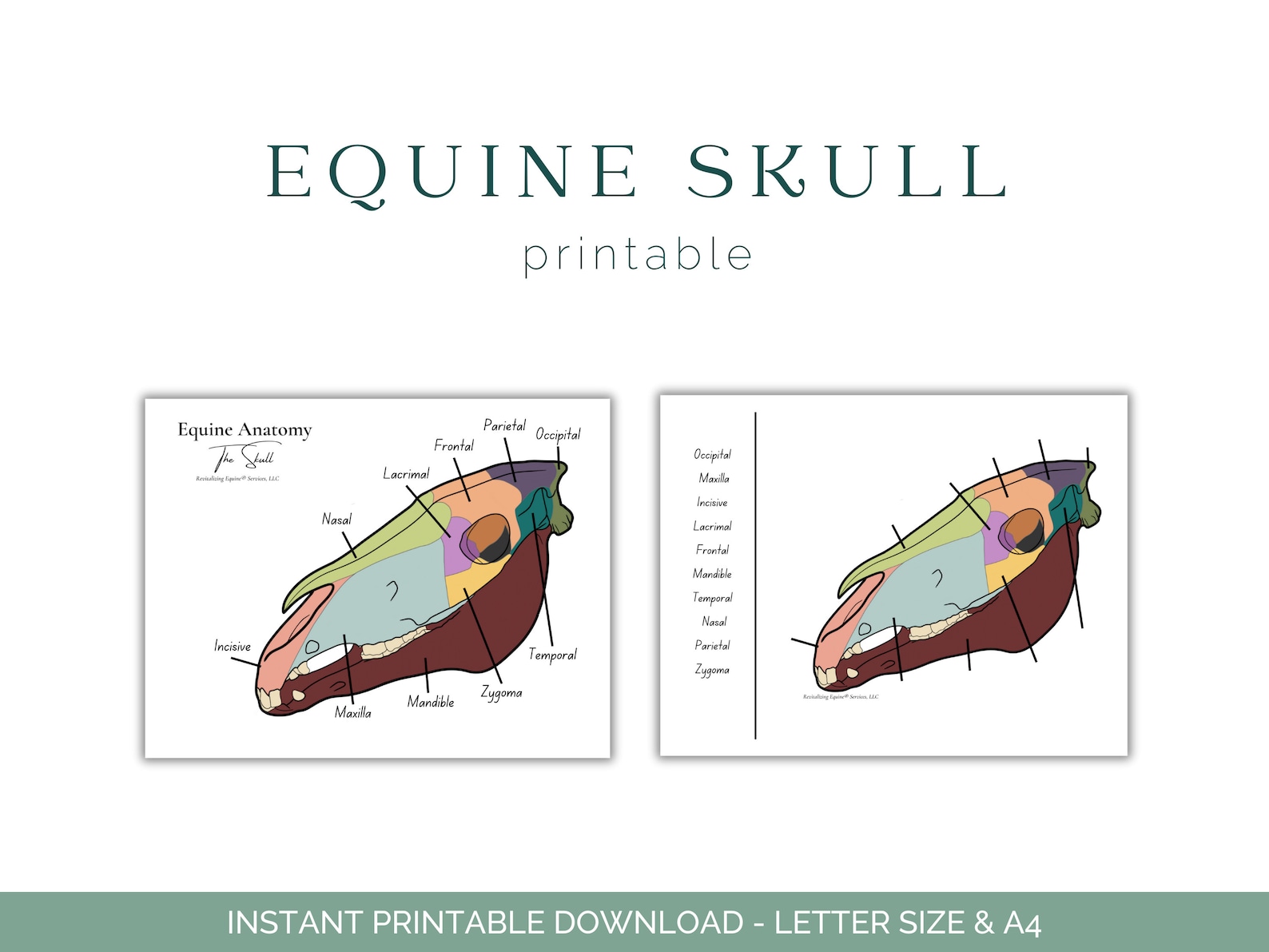 Equine Skull Worksheet - Horse Anatomy - Horse Cranial System - Equine ...