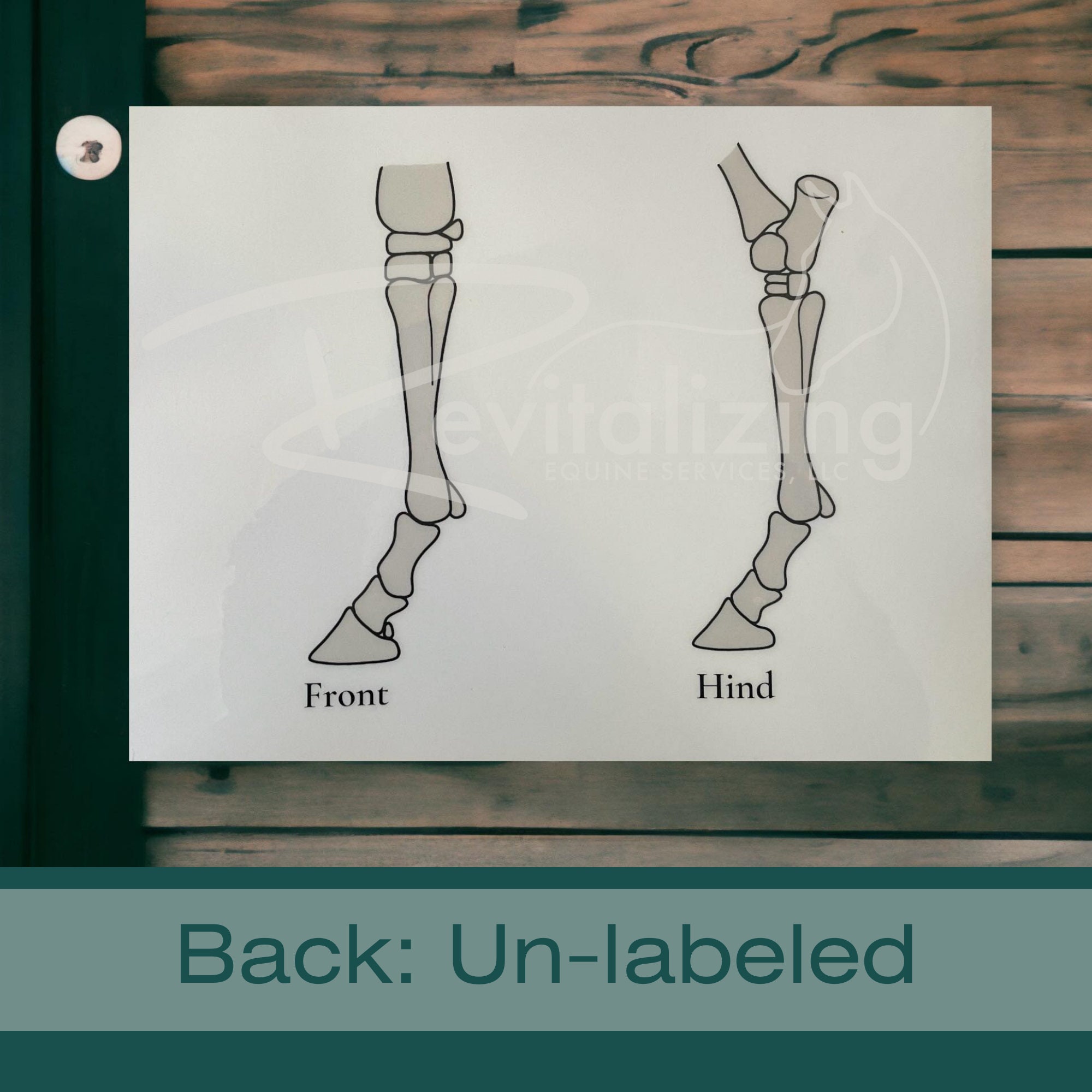 Equine Lower Limb Anatomy Laminated Chart - Horse Education - Etsy ...
