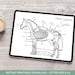 Equine Skeleton Worksheet - Horse Anatomy - Horse Skeleton - Equine ...