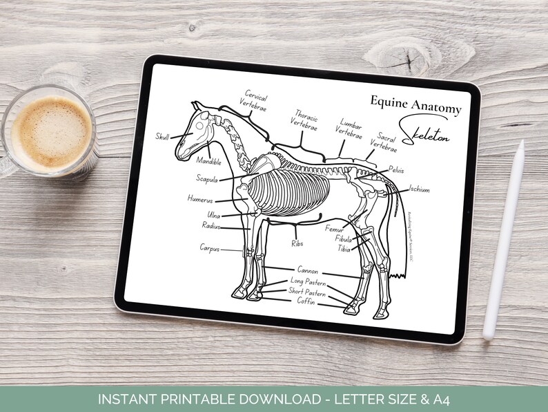 Equine Skeleton Anatomy Worksheet - Labeled and Unlabeled (PDF) - Etsy