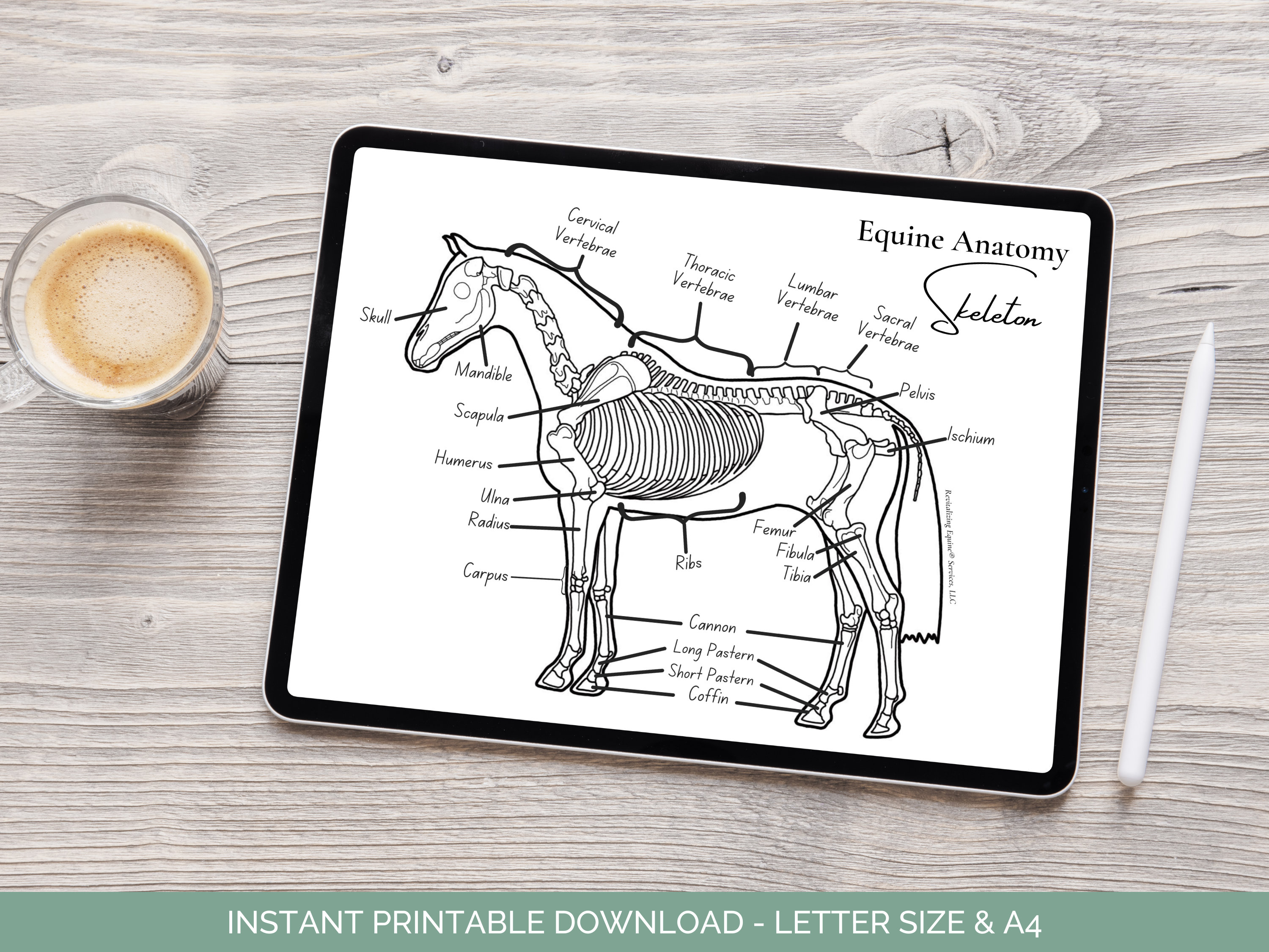 Equine Skeleton Worksheet - Horse Anatomy - Horse Skeleton - Equine ...