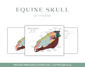 Equine Skeleton Worksheet Horse Anatomy Horse Skeleton Equine Anatomy ...
