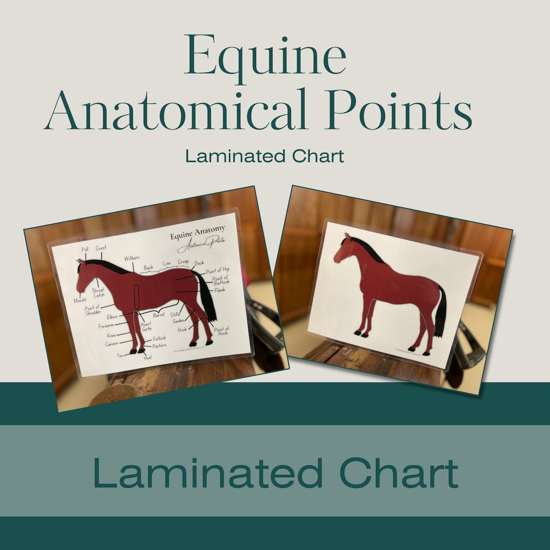 Equine Anatomical Points Chart Horse Anatomy Horse Muscular System ...
