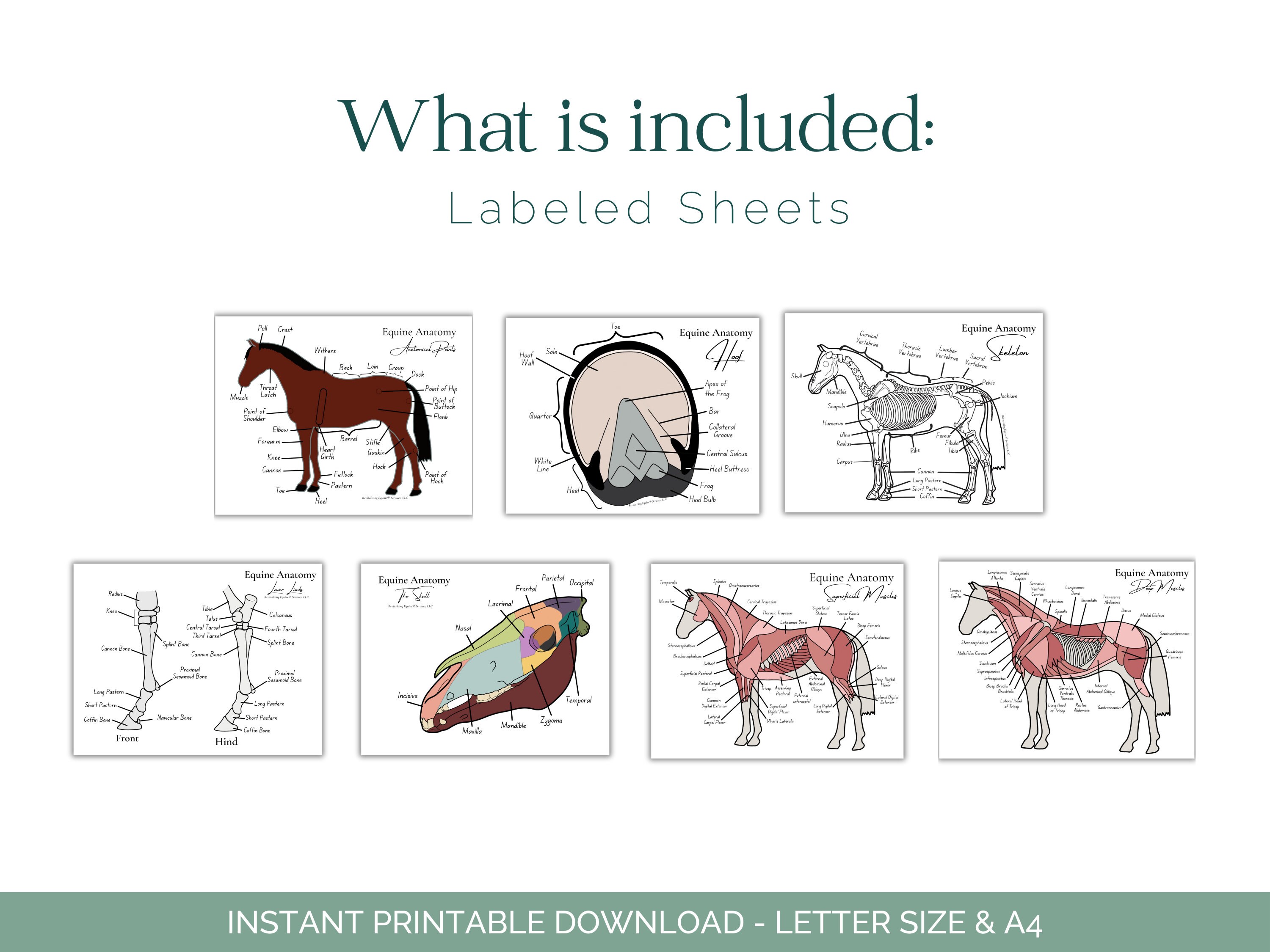 Equine Worksheet Bundle - Horse Anatomy - Equine Anatomy - Equine ...