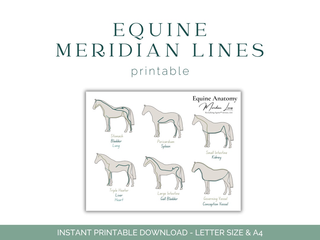 Equine Meridian Line Worksheet - Horse Anatomy - Horse Meridian Lines ...