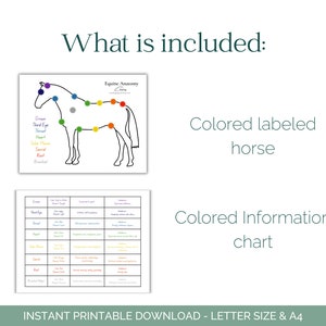 Equine Chakras - Horse Chakras - Equine Energy Work - Equine Bodyworker ...
