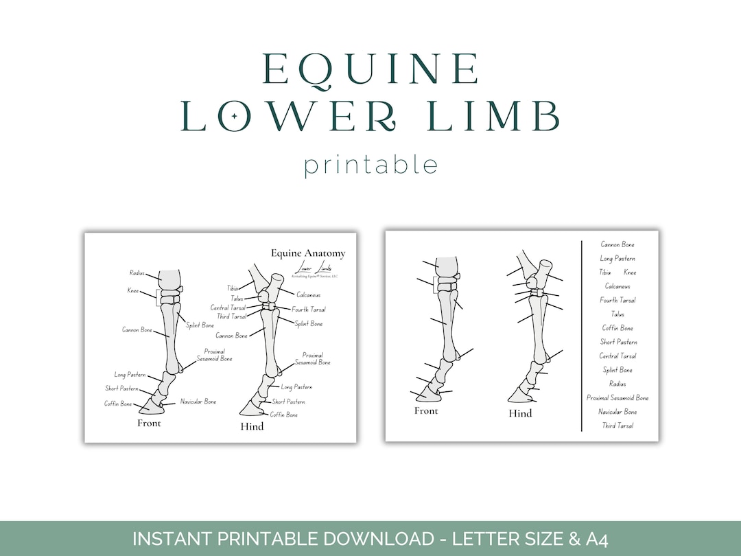 Equine Lower Limb Worksheet - Horse Anatomy - Horse Leg Bones - Equine ...